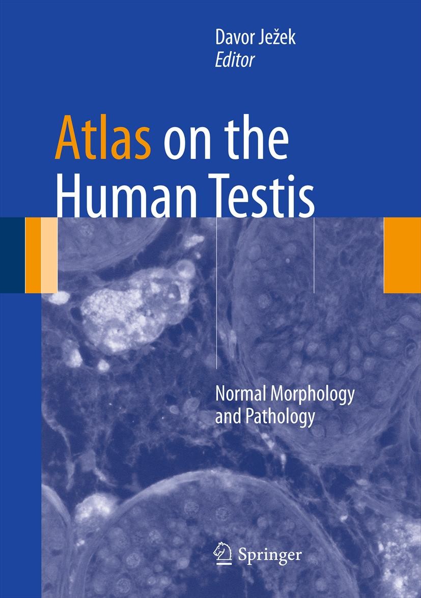 Normal Testis