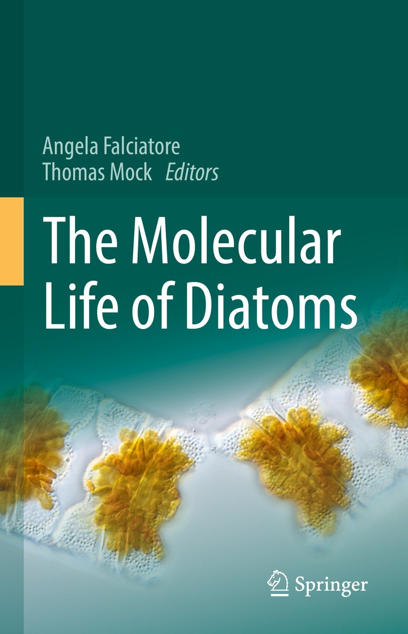 How Do Diatoms Use Photosynthesis