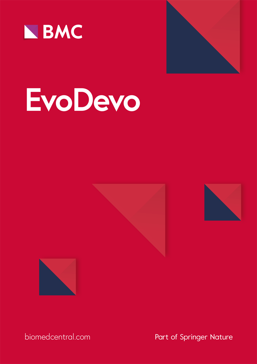 Epidermal invagination and muscle rearrangement associated with the ...