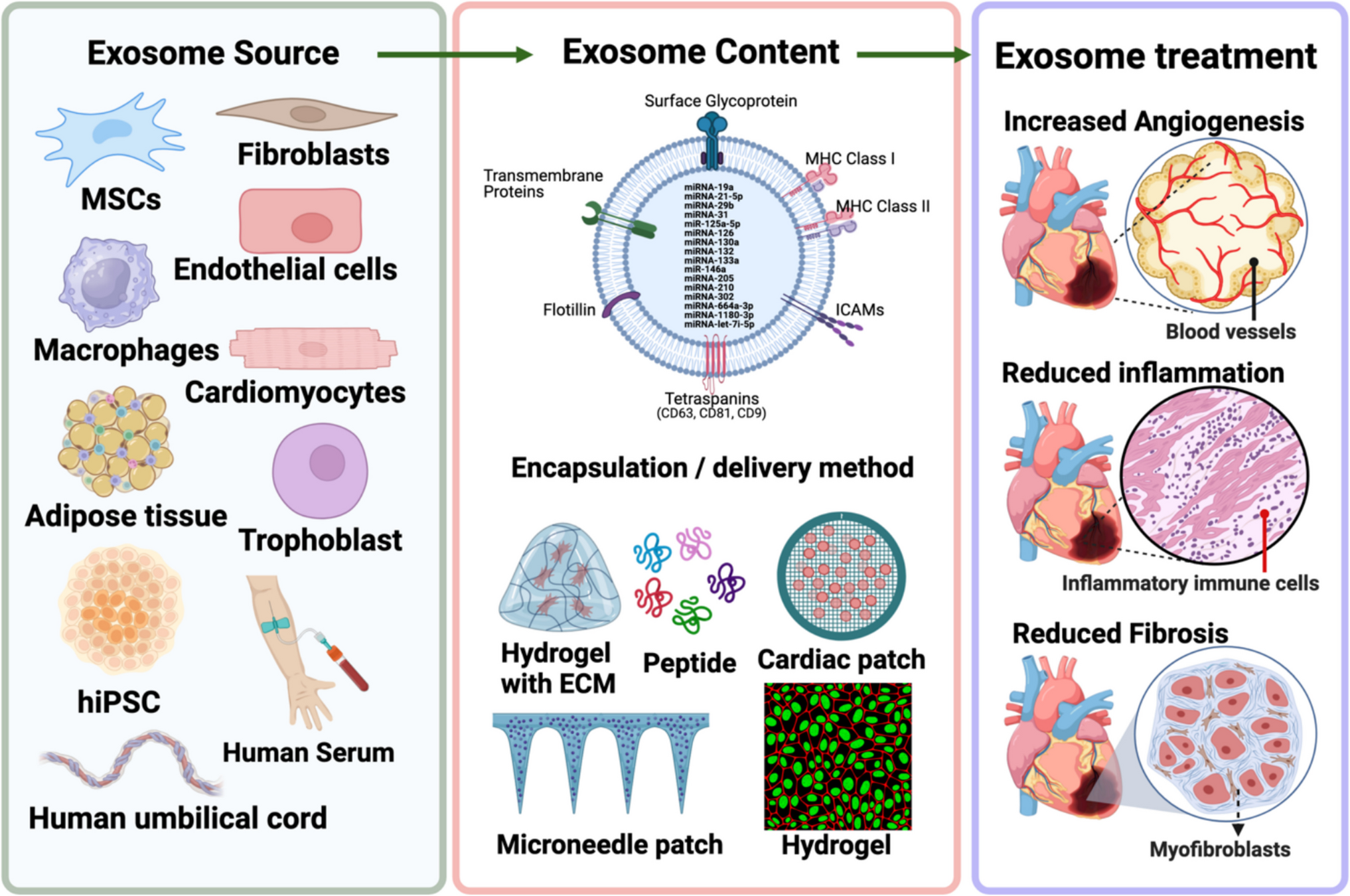 Unpacking exosomes: a therapeutic frontier for cardiac repair | Exosome RNA