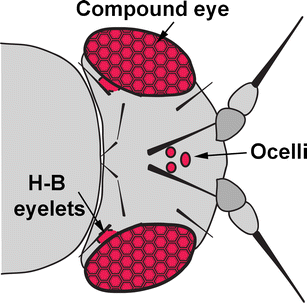Evolution of Insect Eyes: Tales of Ancient Heritage, Deconstruction ...