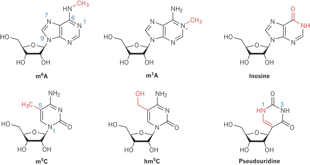 Mrna Molecular Structure
