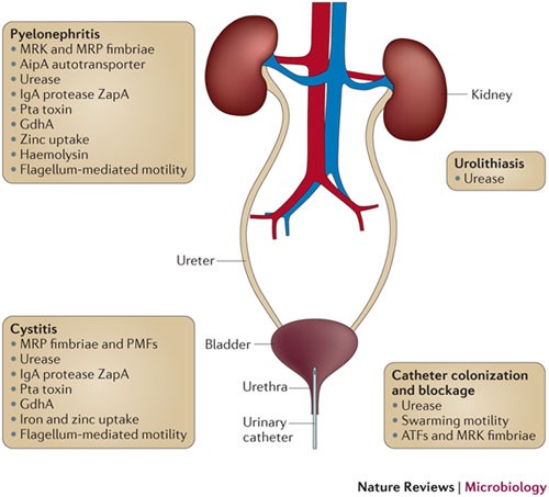 Proteus Vulgaris Morphology