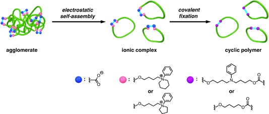 Synthesis of cyclic polymers and topology effects on their diffusion ...
