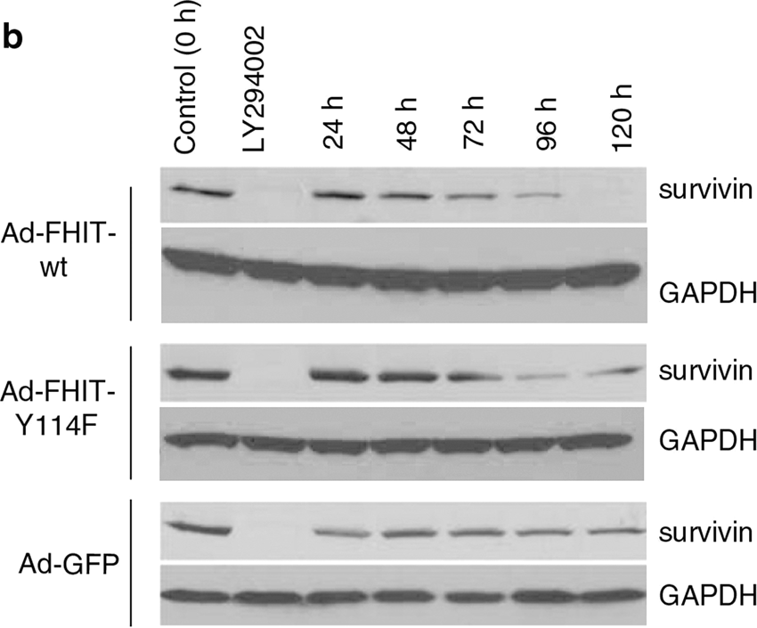 Correction: Fhit modulation of the Akt-survivin pathway in lung cancer ...