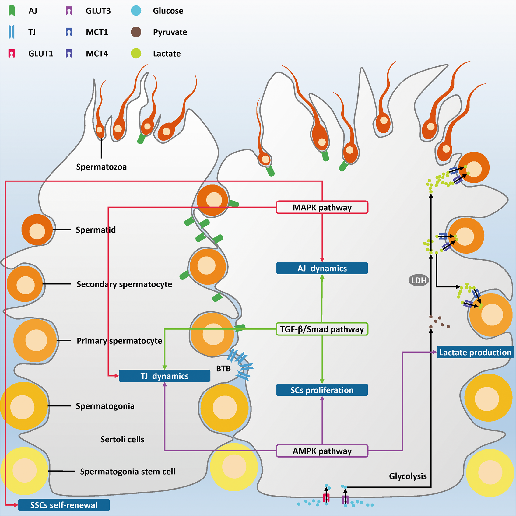 Spermatogenesis Diagram