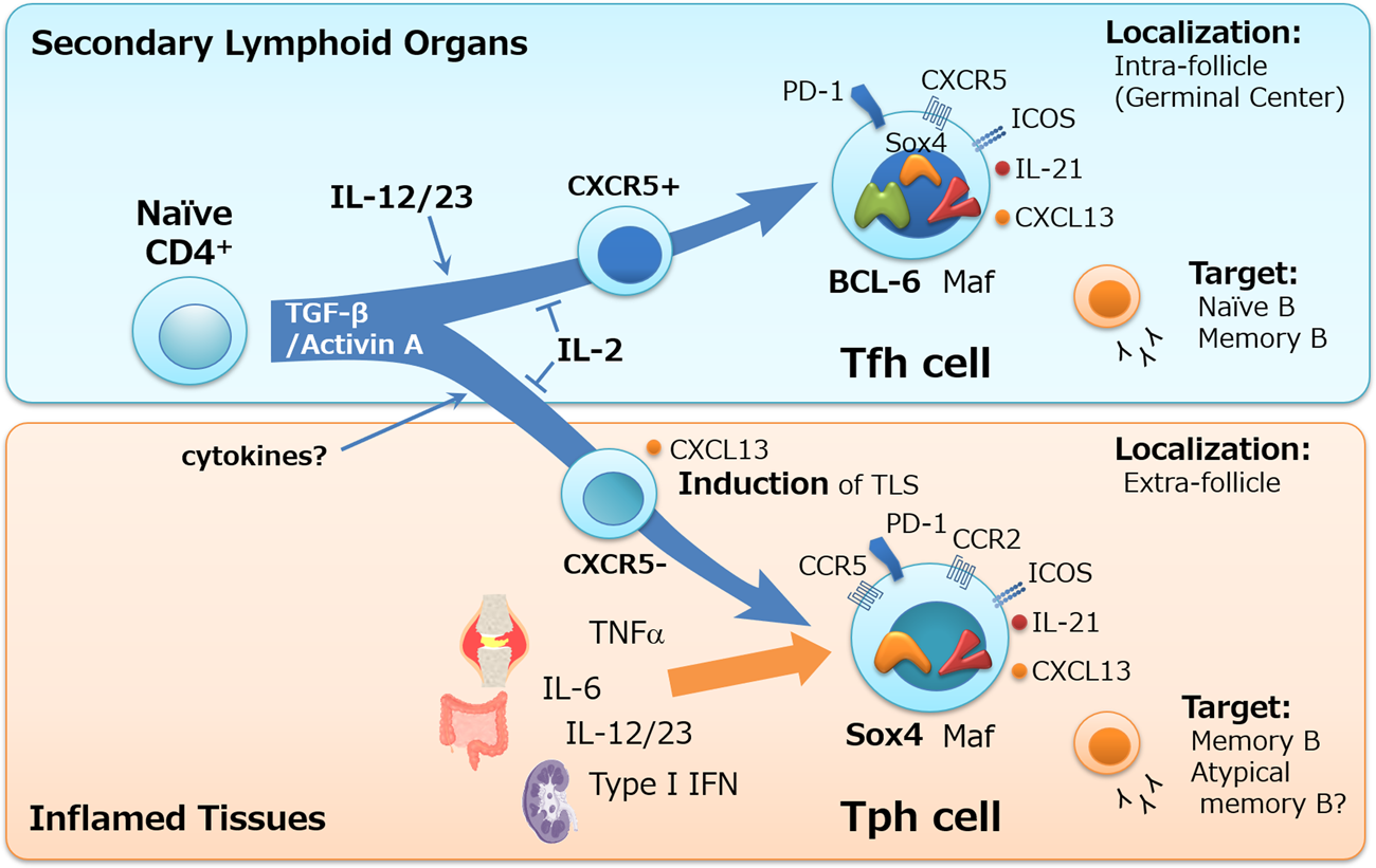 Helper T Cells