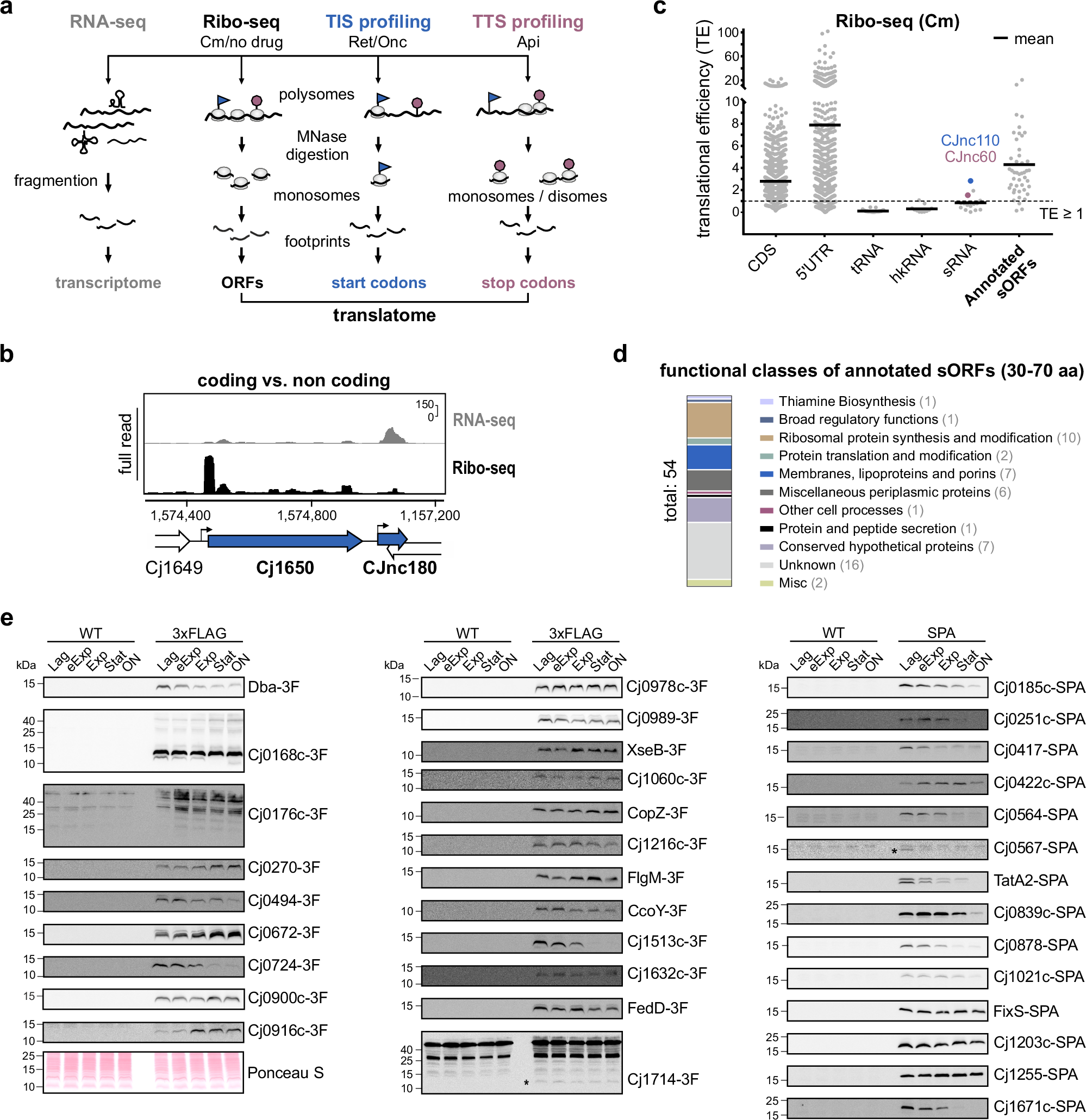 Mapping the hidden proteins of Campylobacter jejuni with Ribo-Seq | RNA-Seq Blog