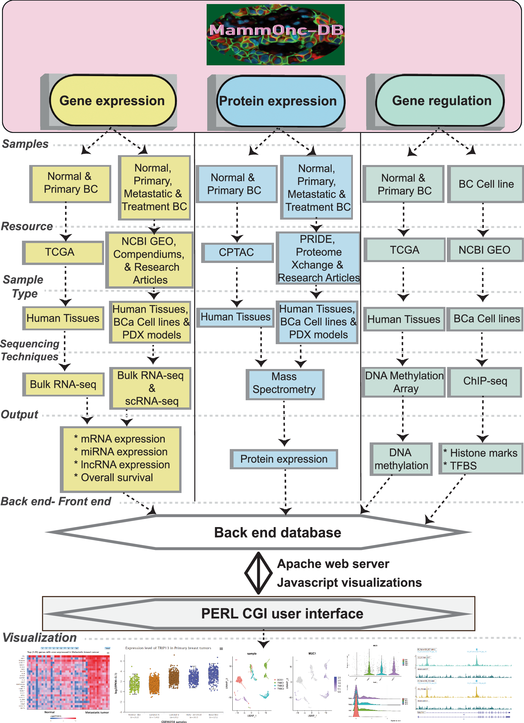 MammOnc-DB – an integrative breast cancer data analysis platform for ...