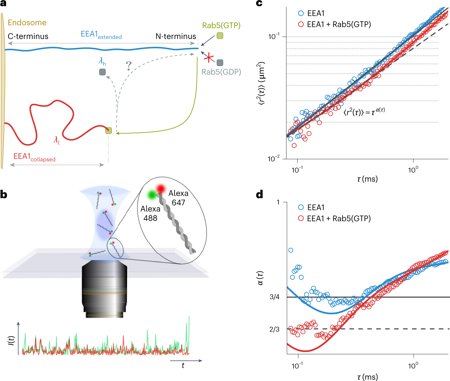 Two-component molecular motor driven by a GTPase cycle | Nature Physics two-component-molecular-motor-driven-by-a-gtpase-cycle-nature-physics