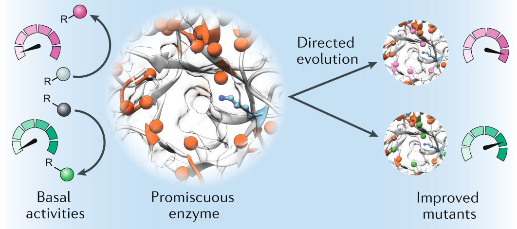 Flipboard: The importance of catalytic promiscuity for enzyme design ...