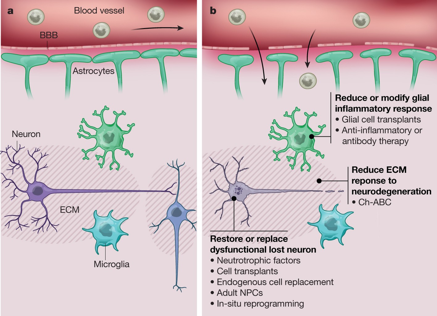 New approaches for brain repair—from rescue to reprogramming | Nature new-approaches-for-brain-repair-from-rescue-to-reprogramming-nature