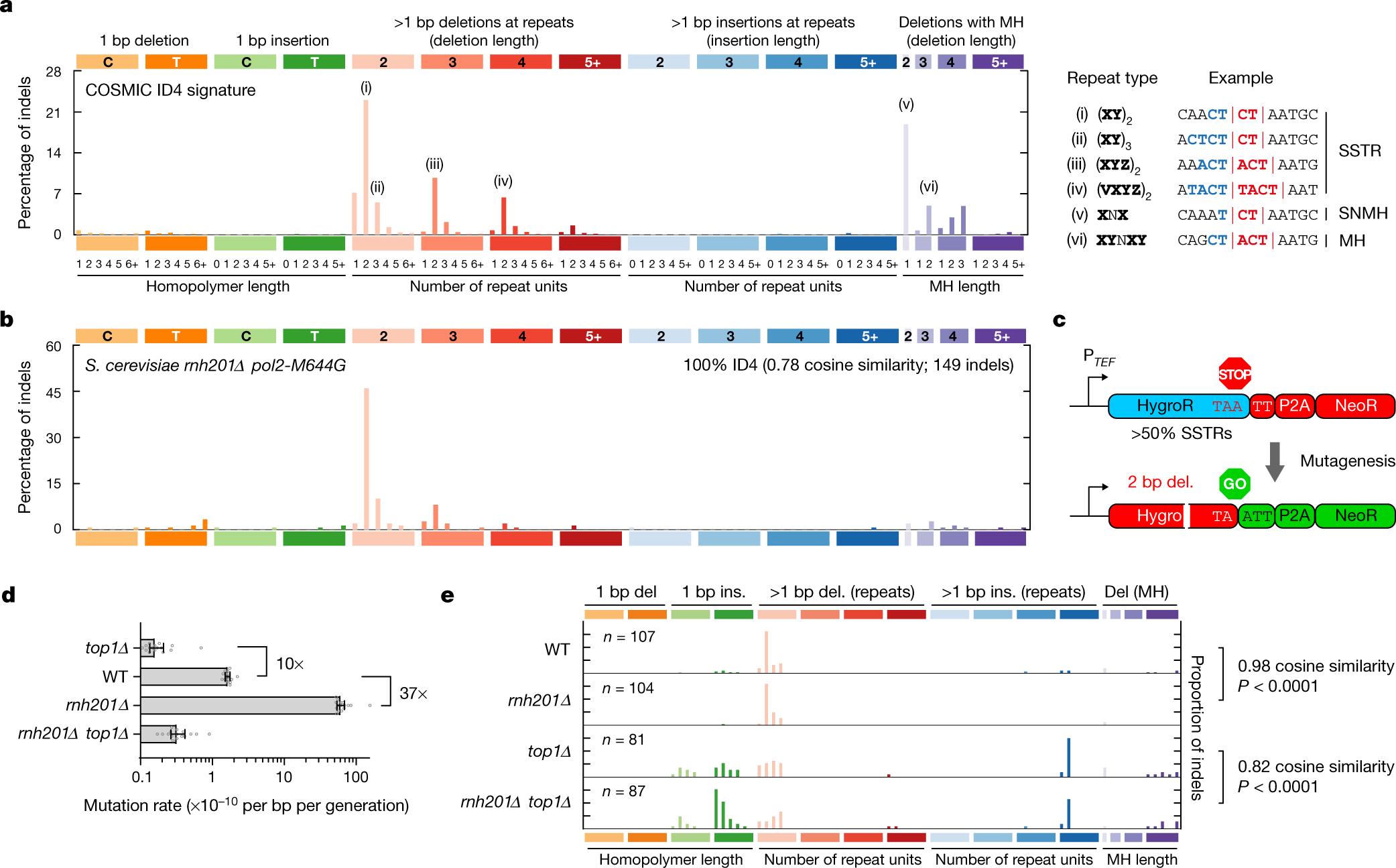 signatures-of-top1-transcription-associated-mutagenesis-in-cancer-and-germline-nature