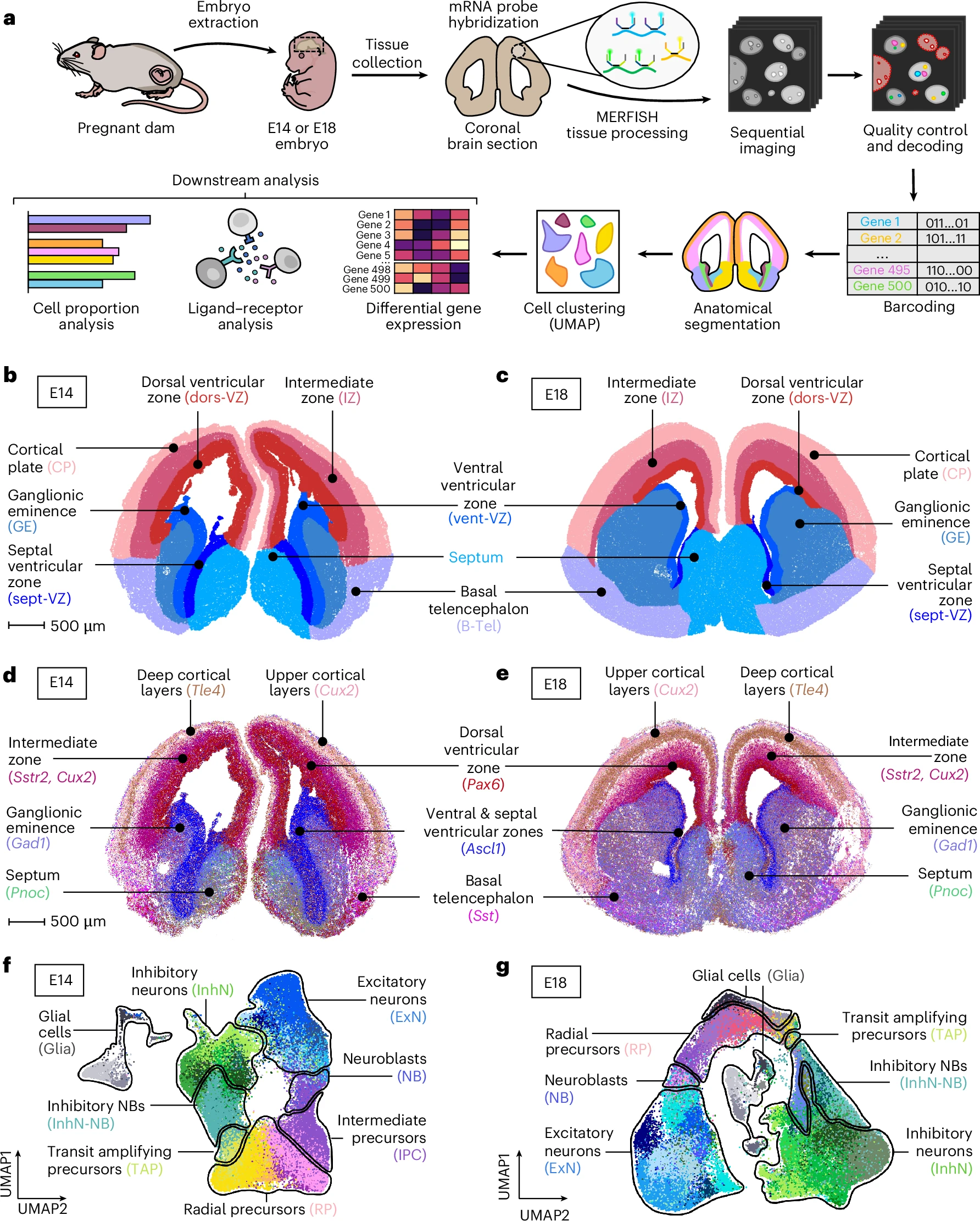 How stressors during pregnancy impact the developing fetal brain | RNA ...