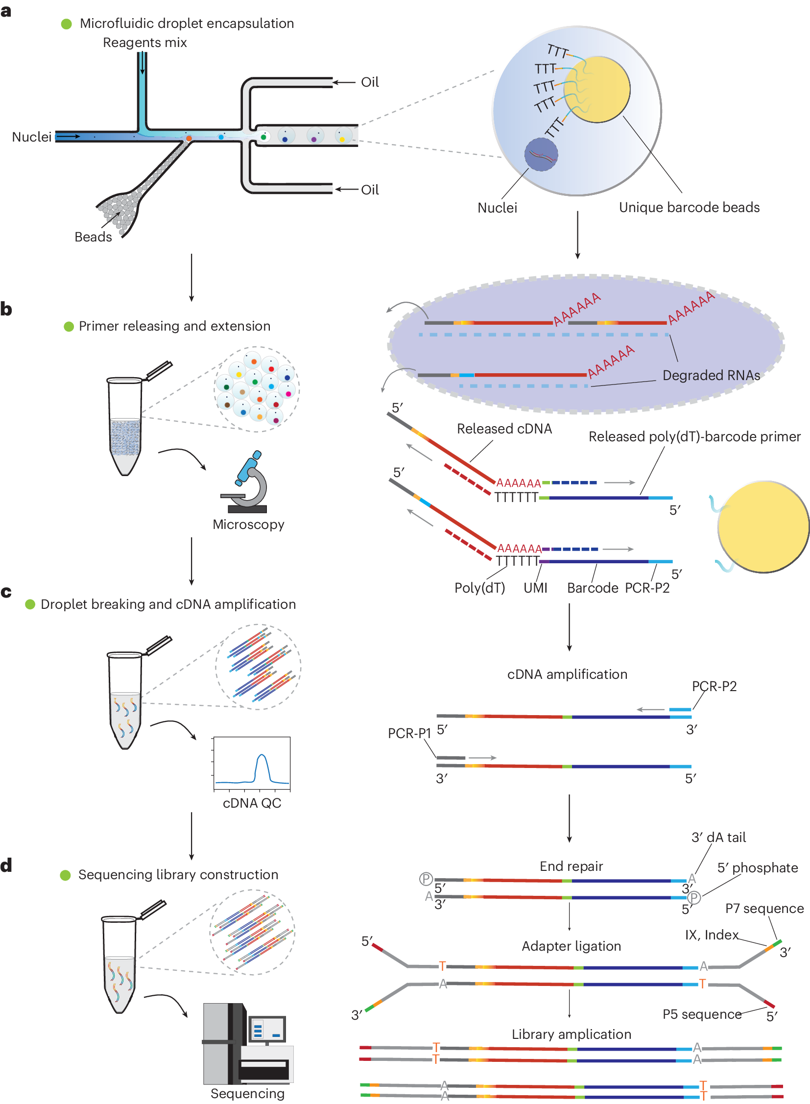 Single-nucleus total RNA sequencing of formalin-fixed paraffin-embedded samples using snRandom ...