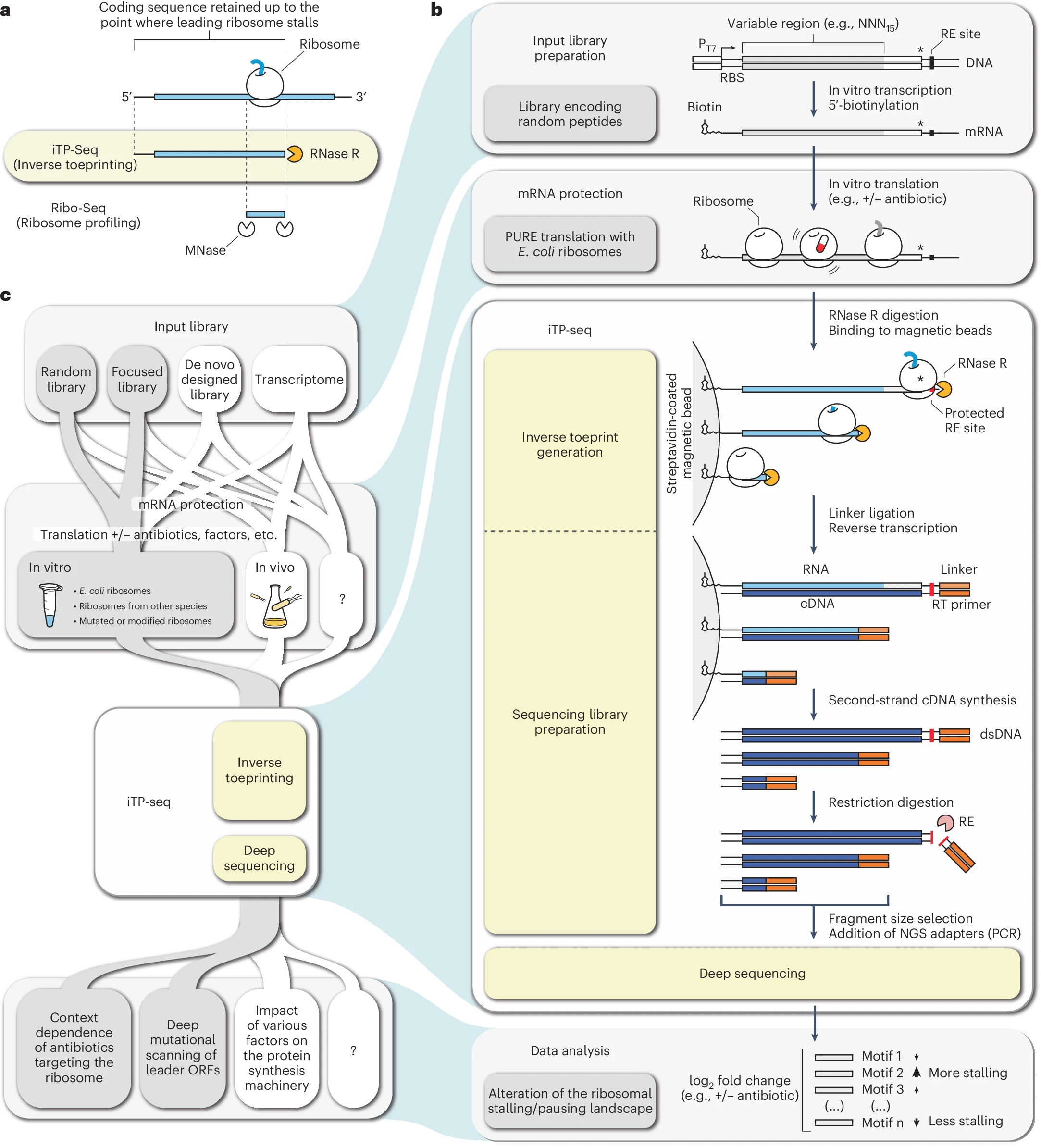 iTP-seq – a scalable profiling workflow to characterize bacterial ...