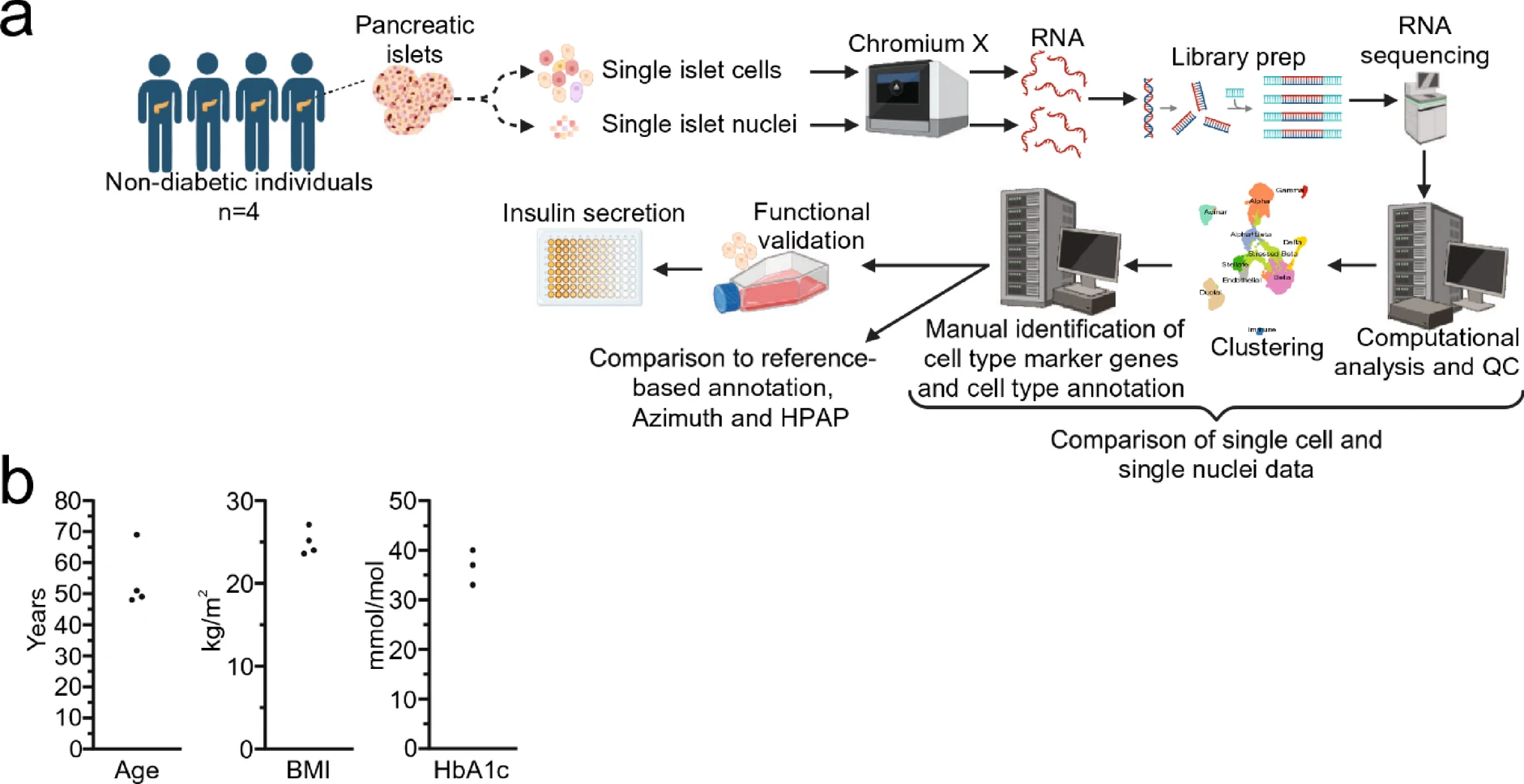 Understanding gene expression in pancreatic islet cells through RNA ...