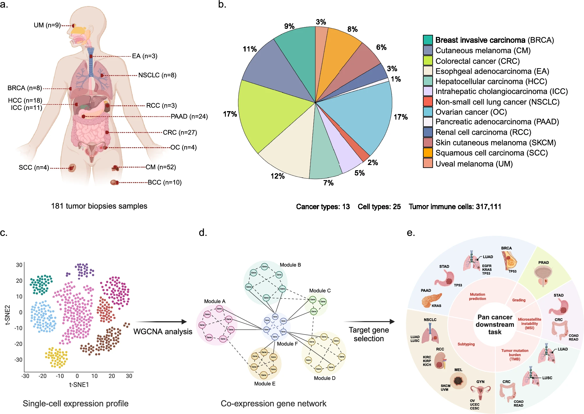 Pan-cancer gene set discovery via scRNA-seq for optimal deep learning ...
