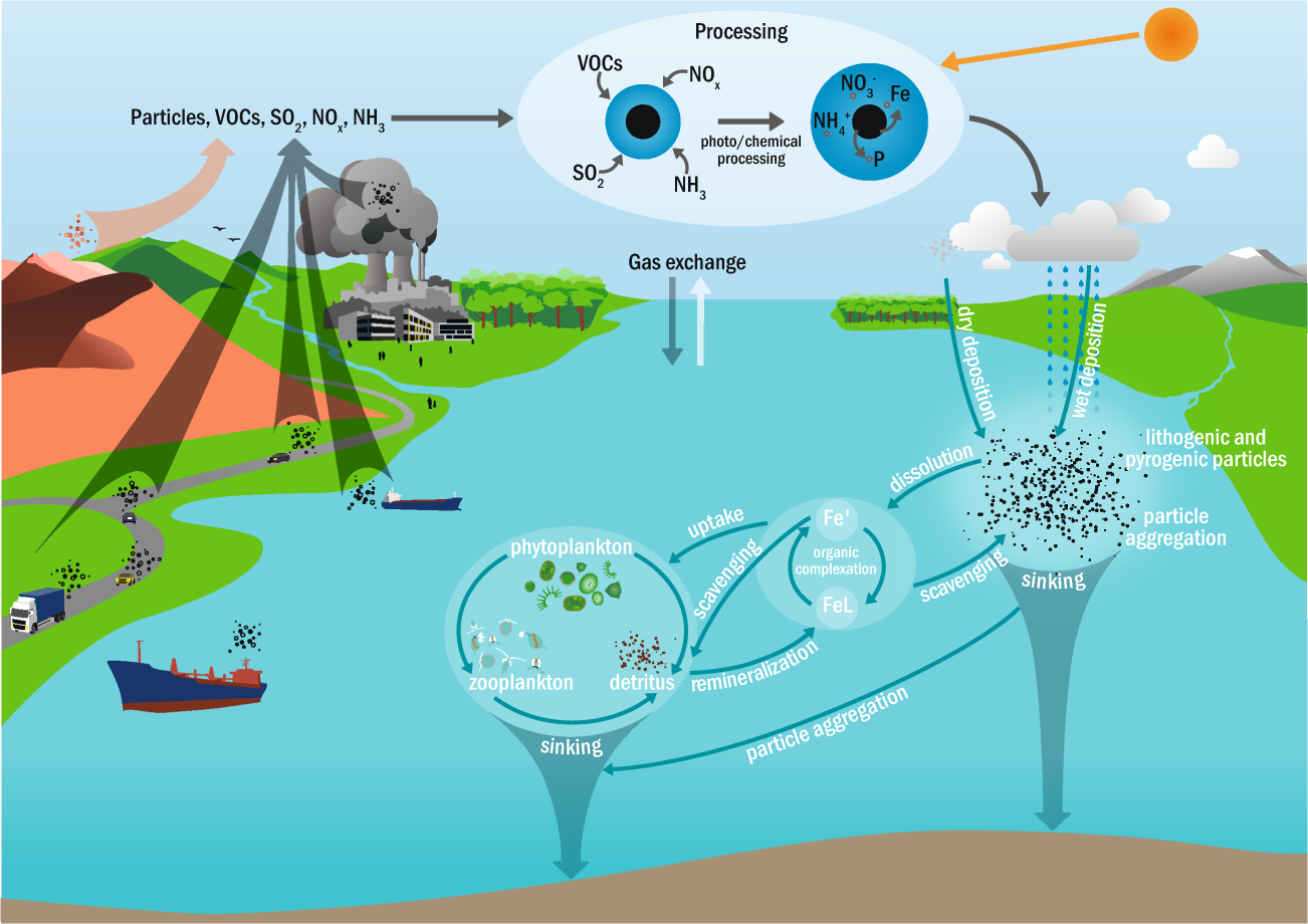 Ocean Detritus