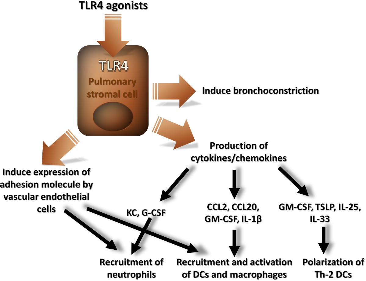 TLR4 signalling in pulmonary stromal cells is critical for inflammation ...