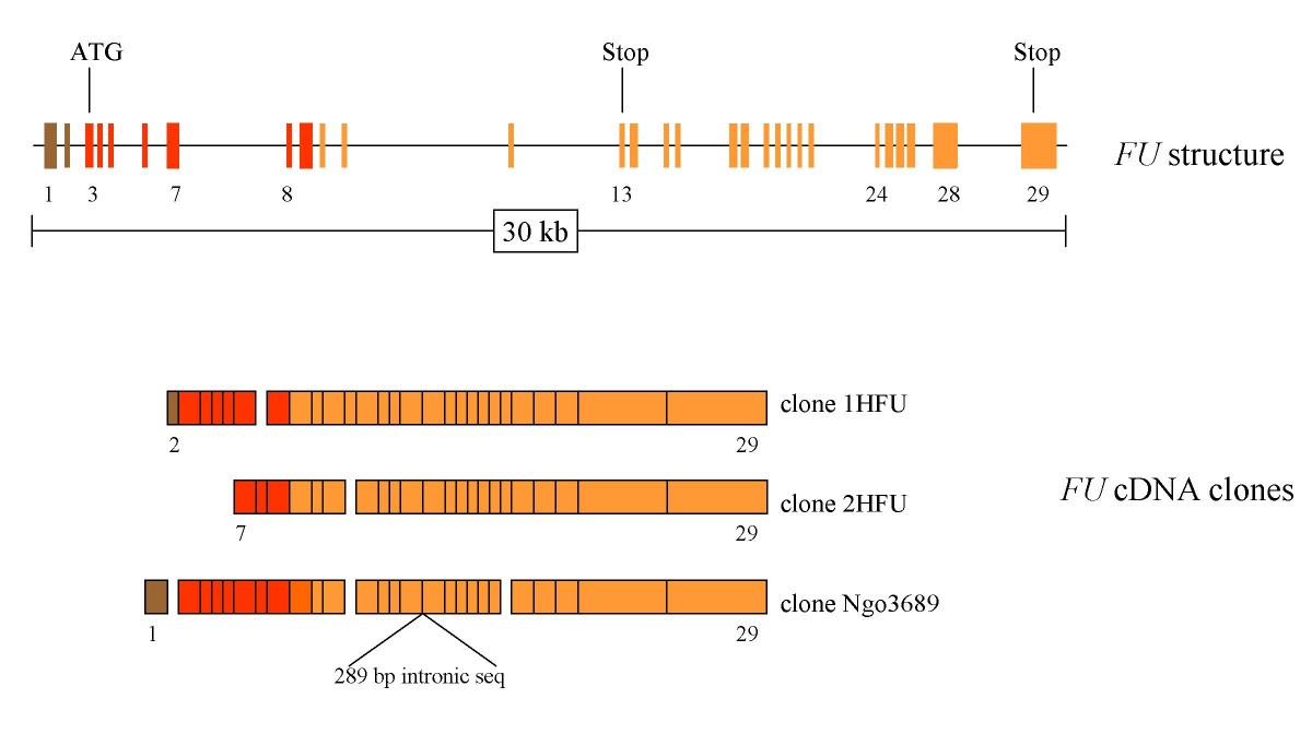 The FU gene and its possible protein isoforms | BMC Genomics | Full Text