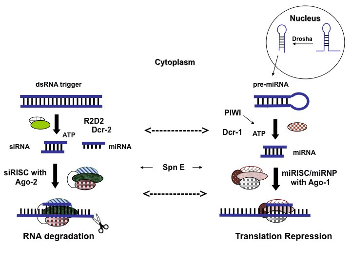 RNA interference modulates replication of dengue virus in Drosophila ...