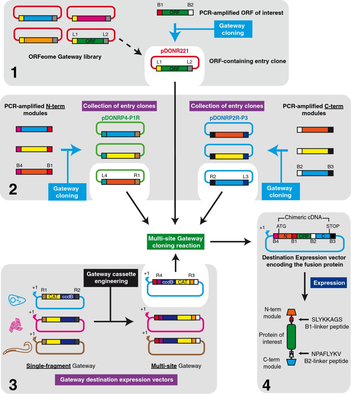 A plasmid toolkit for cloning chimeric cDNAs encoding customized fusion ...