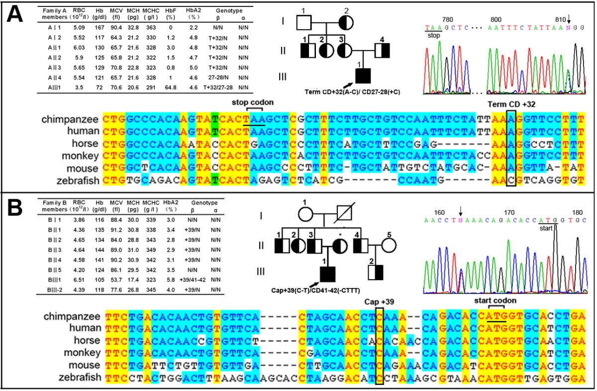 The molecular basis of beta-thalassemia intermedia in southern China ...