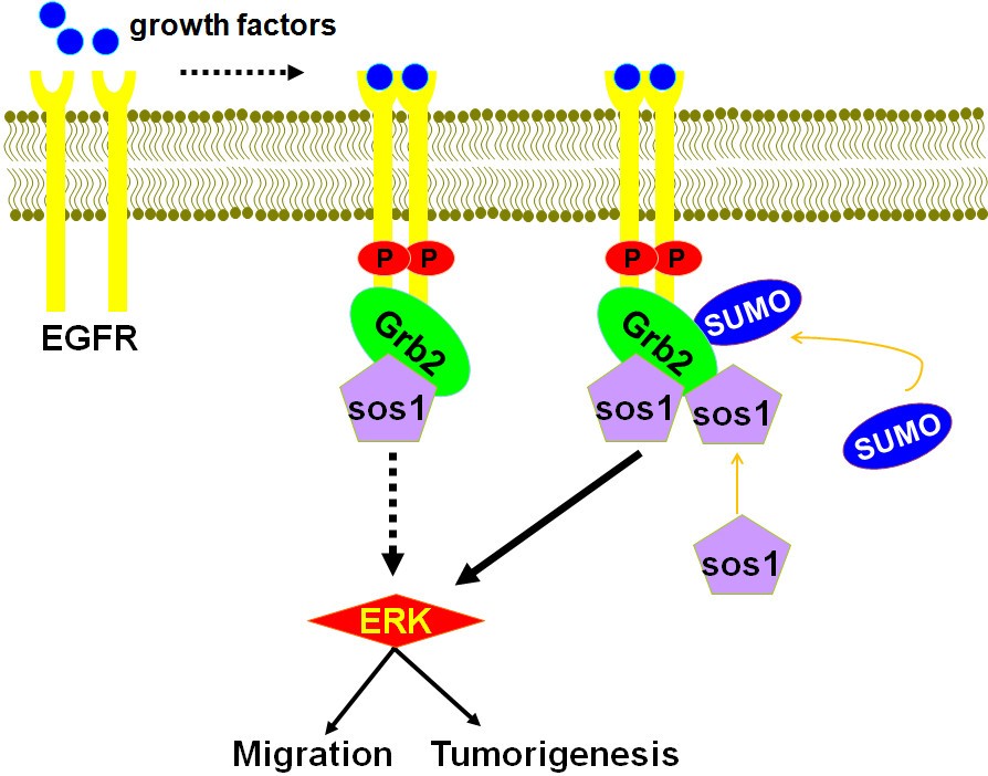 SUMOylation of Grb2 enhances the ERK activity by increasing its binding with Sos1 | Molecular ...