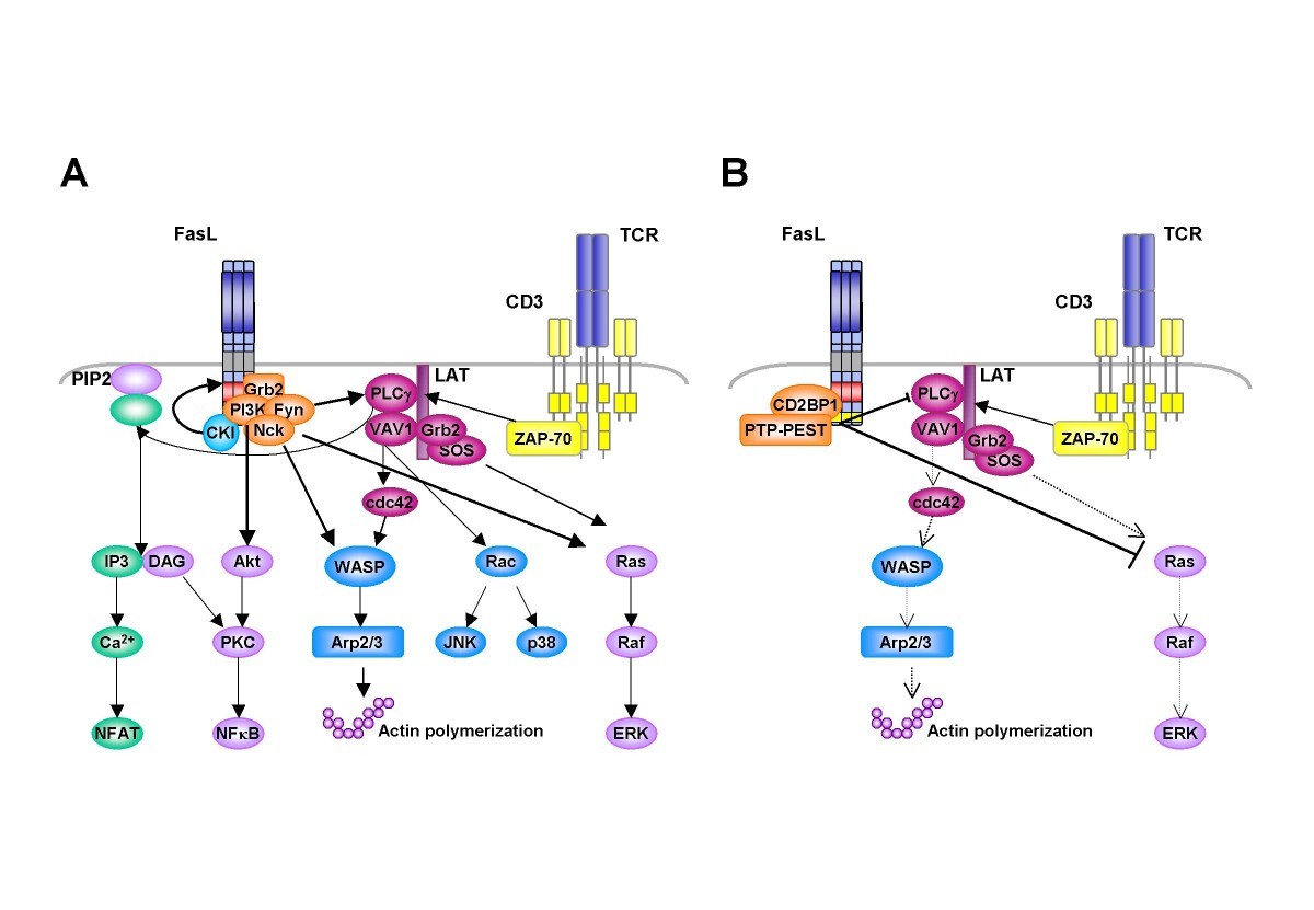 Posttranslational regulation of Fas ligand function | Cell ...