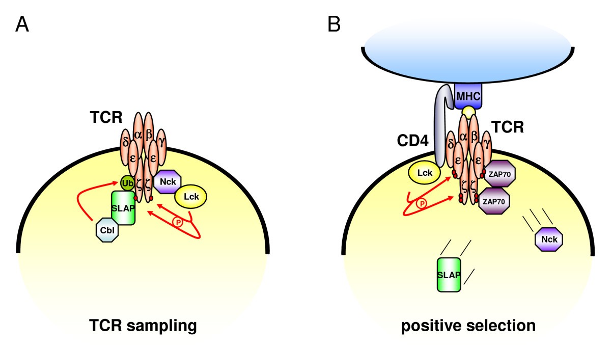 Nck adapter proteins: functional versatility in T cells | Cell ...
