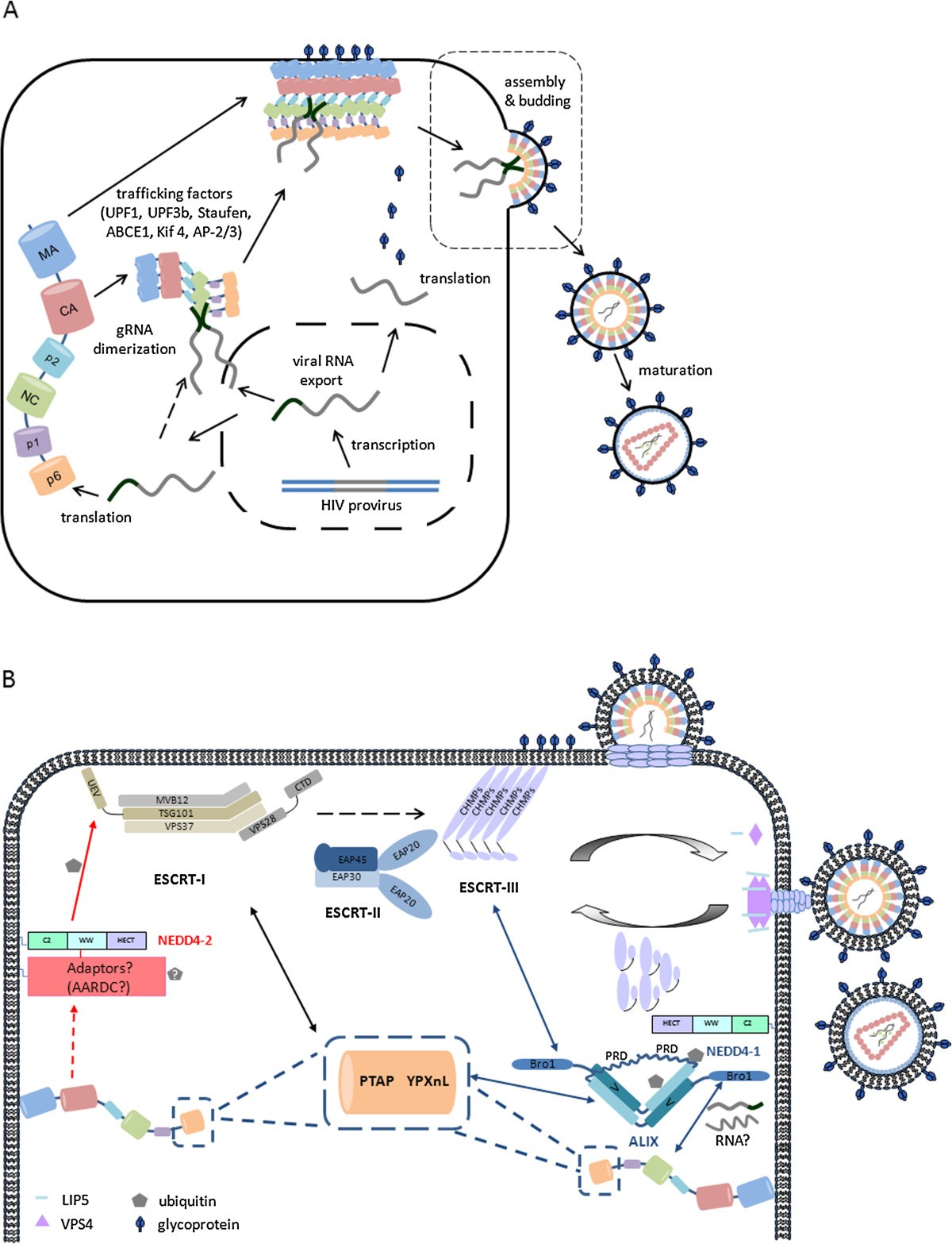 Wrapping up the bad news – HIV assembly and release | Retrovirology ...