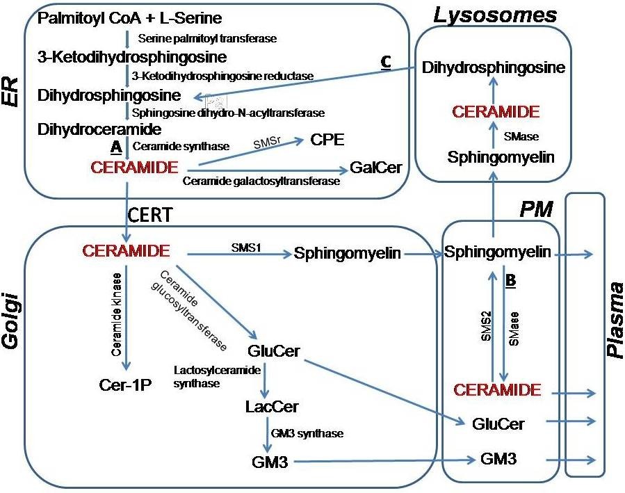 Mechanisms involved in cellular ceramide homeostasis | Nutrition ...