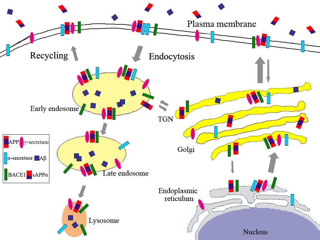 Trafficking regulation of proteins in Alzheimer’s disease | Molecular ...