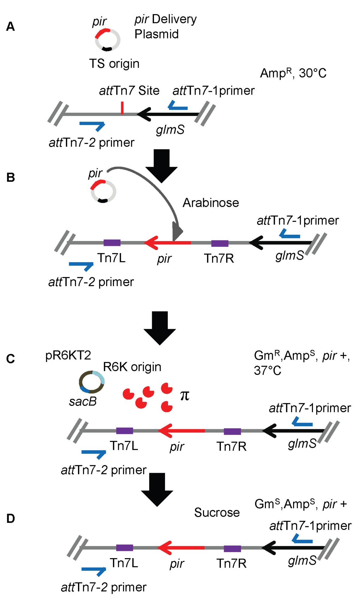 A simple method for construction of pir + Enterobacterial hosts for ...