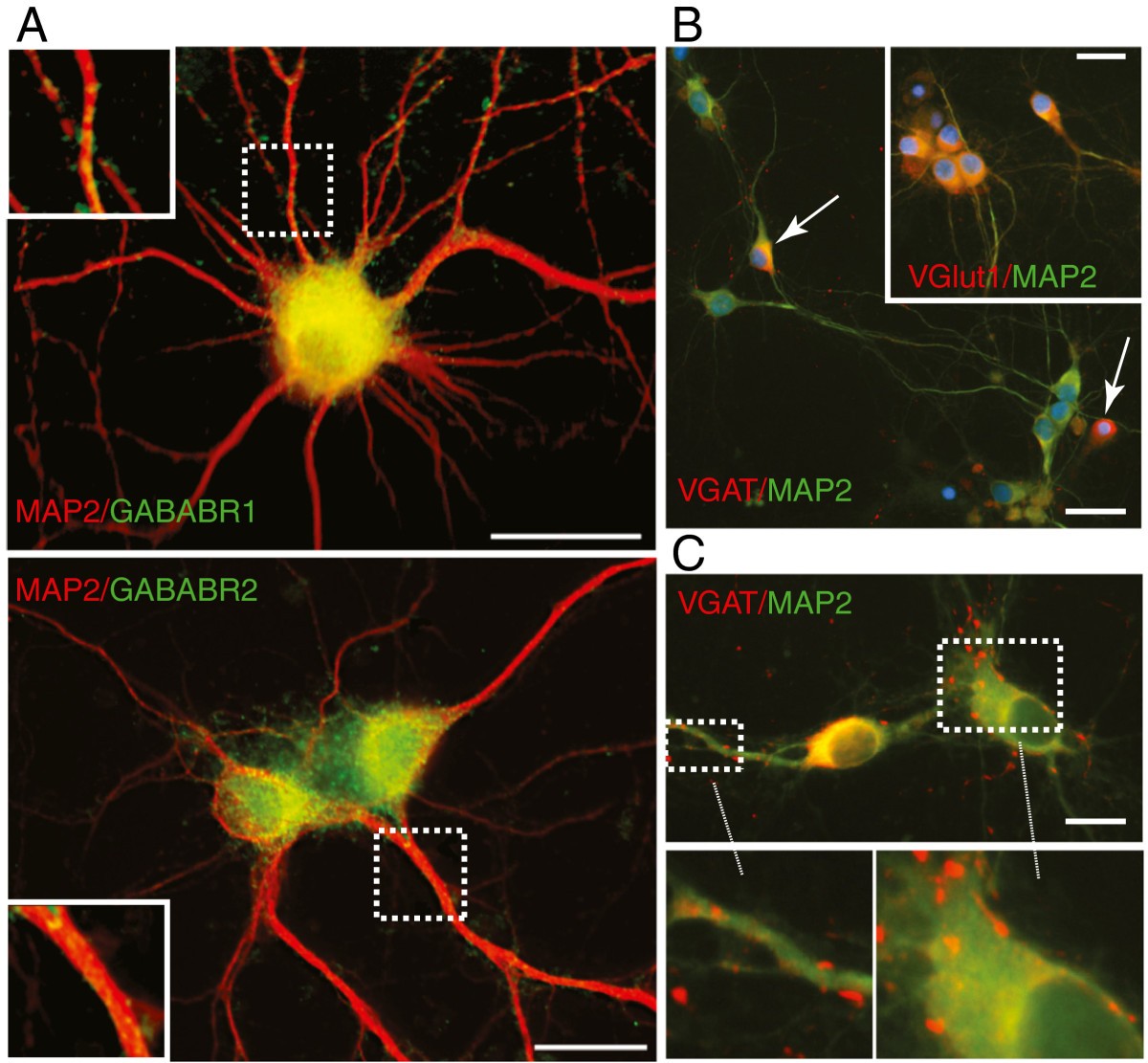 Post-transcriptional regulation of GABAB receptor and GIRK1 channels by ...