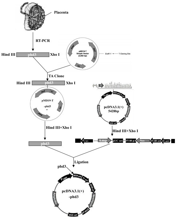 Construction Of A Recombinant Eukaryotic Expression Vector Containing
