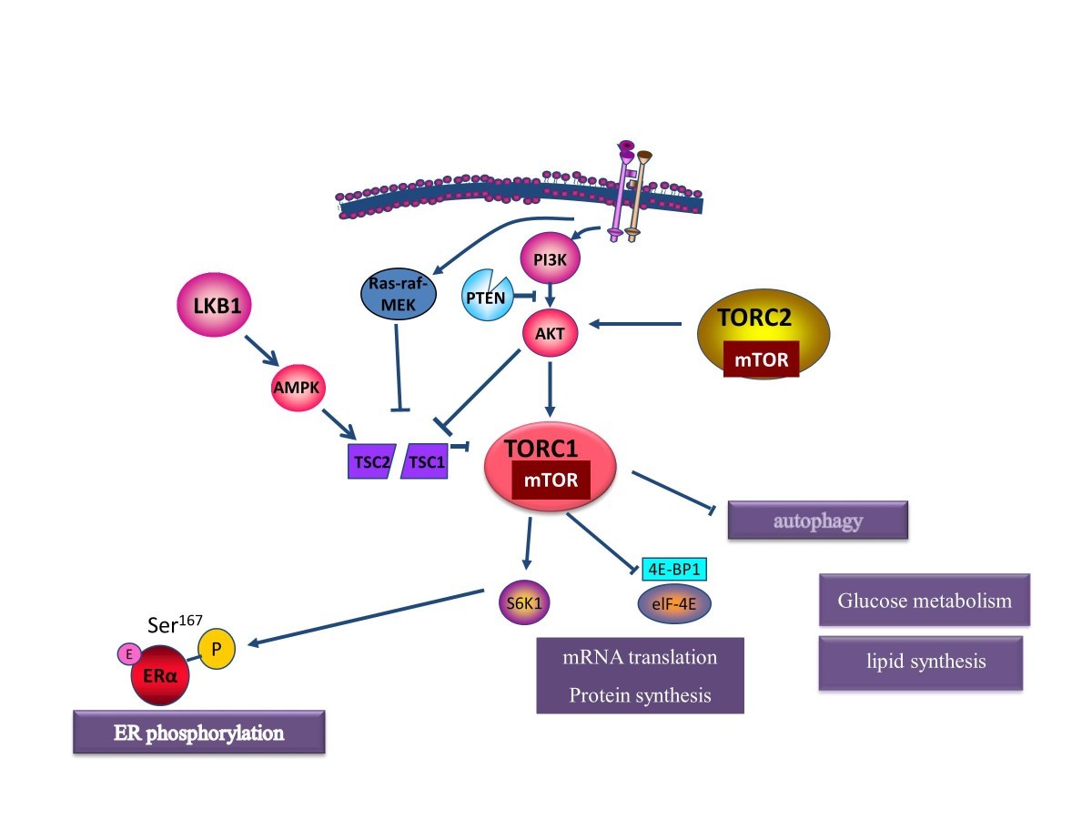 Clinical development of mTOR inhibitors in breast cancer | Breast ...