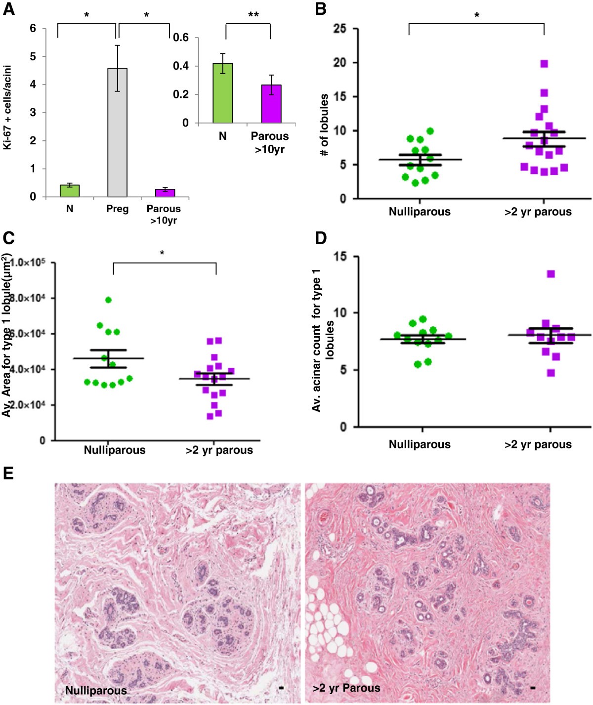 Postpartum breast involution reveals regression of secretory lobules ...