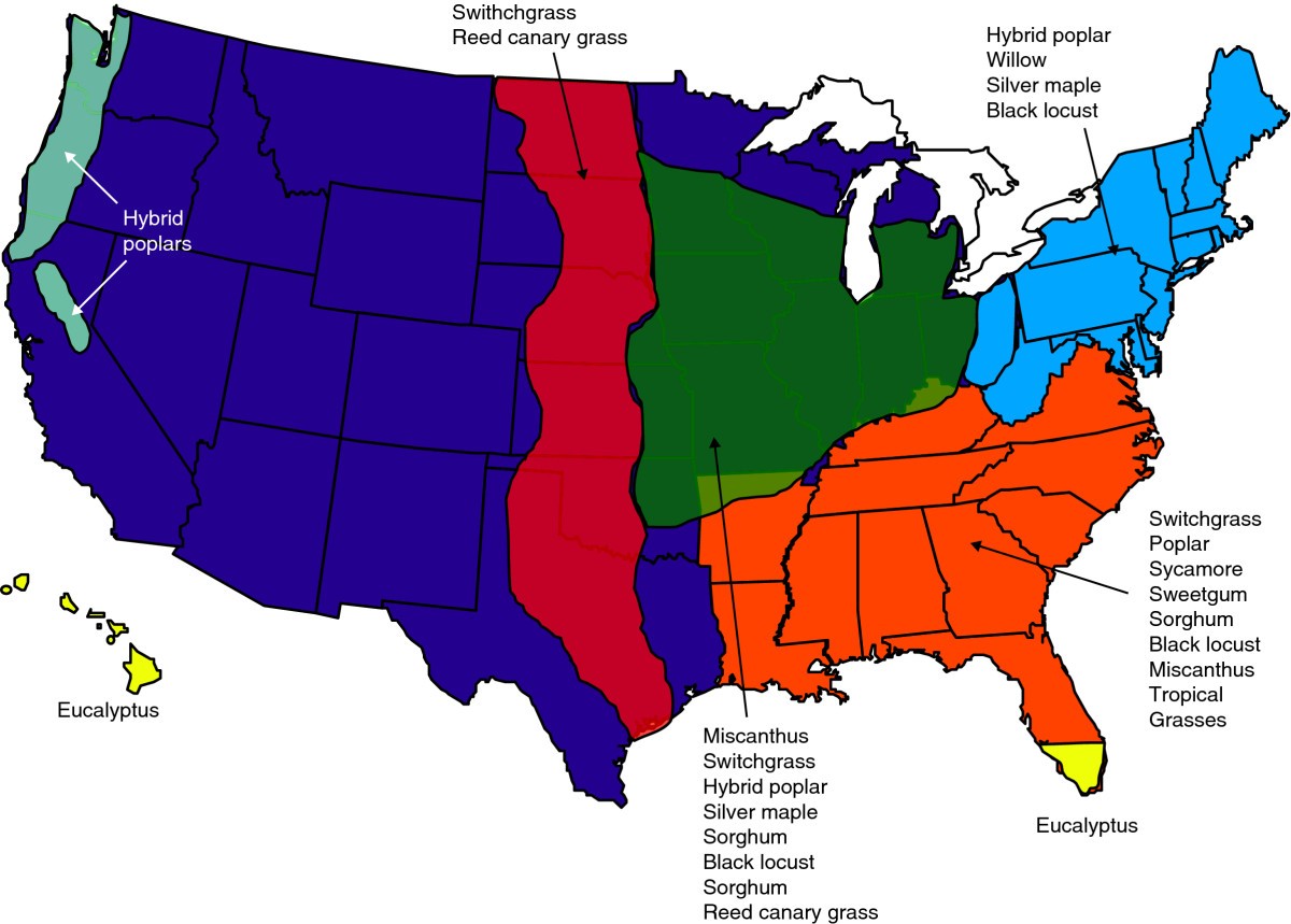 Next-generation biomass feedstocks for biofuel production | Genome ...