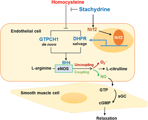 Stachydrine protects eNOS uncoupling and ameliorates endothelial ...