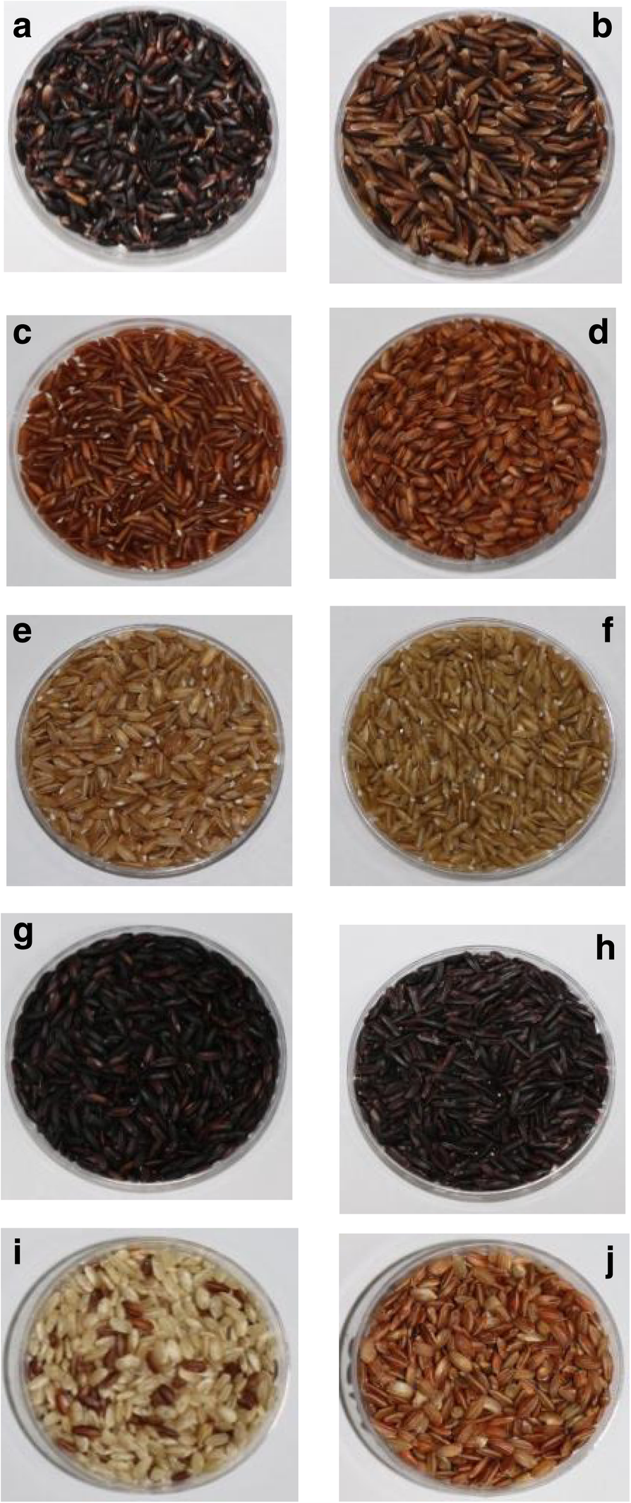 Exploring the genetic diversity within traditional Philippine pigmented ...