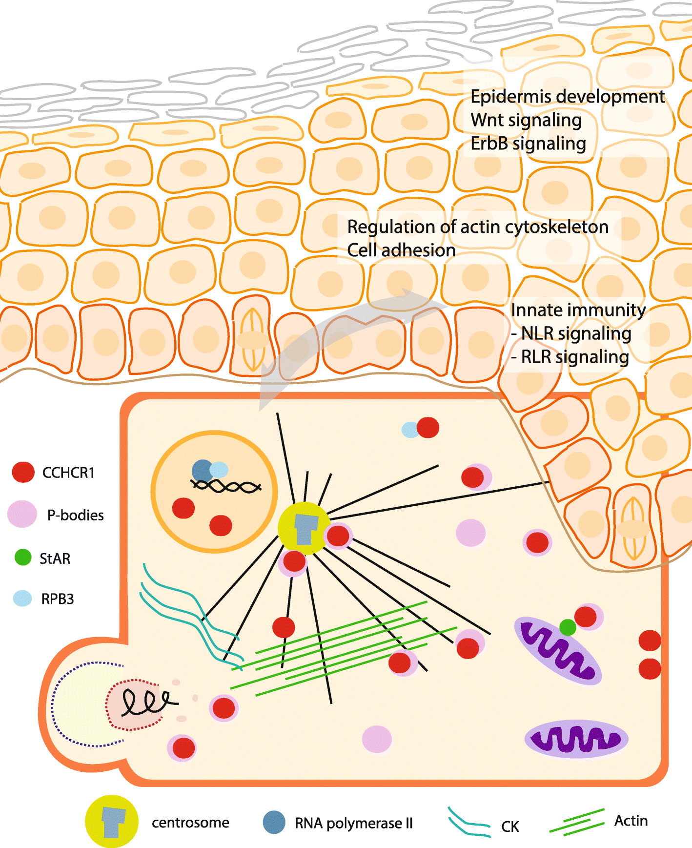 Intracellular signalling pathways and cytoskeletal functions converge ...