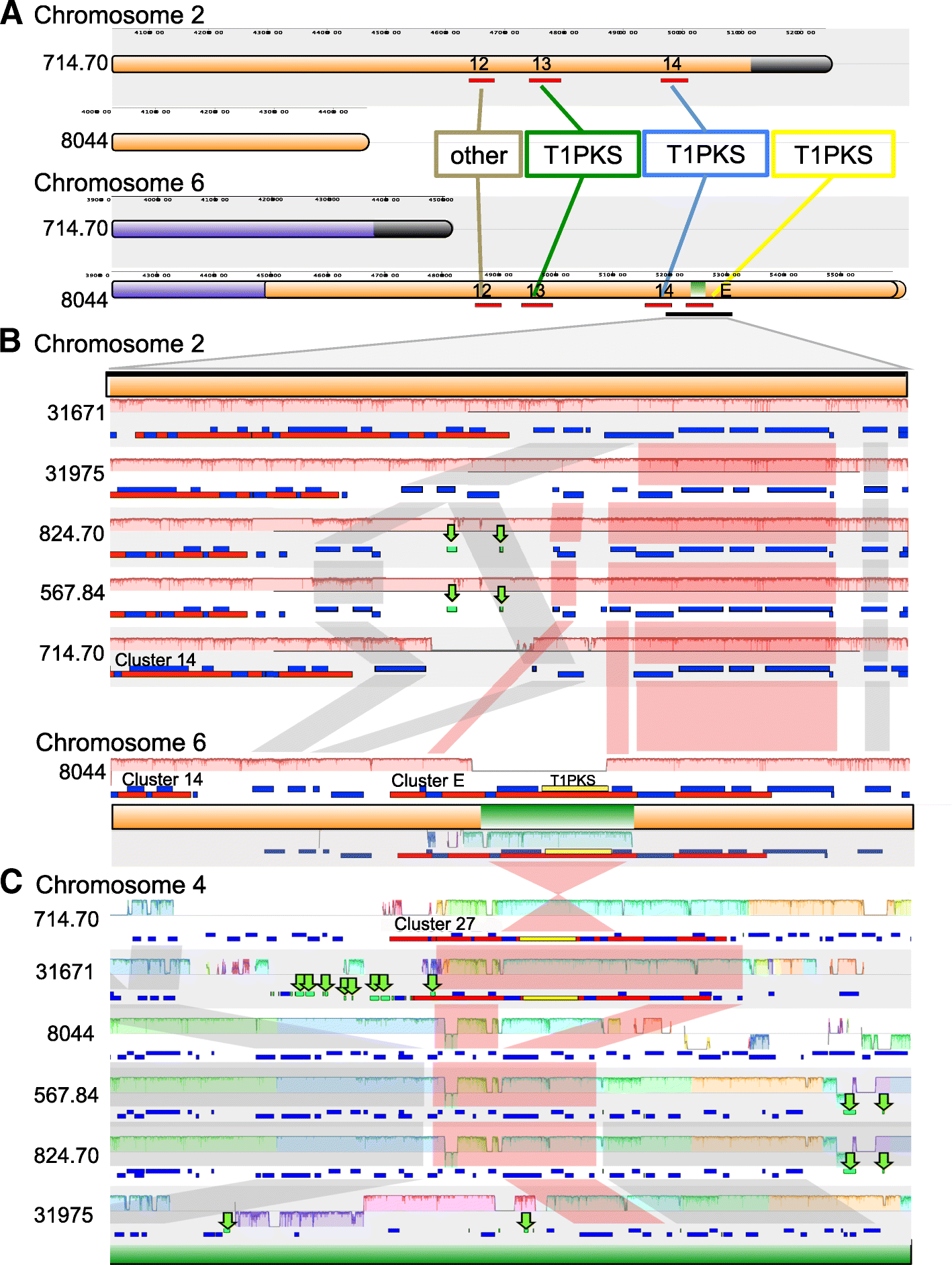 Chromosome rearrangements shape the diversification of secondary ...