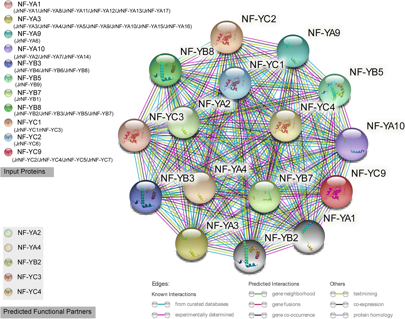 Identification and characterization of NF-Y gene family in walnut ...