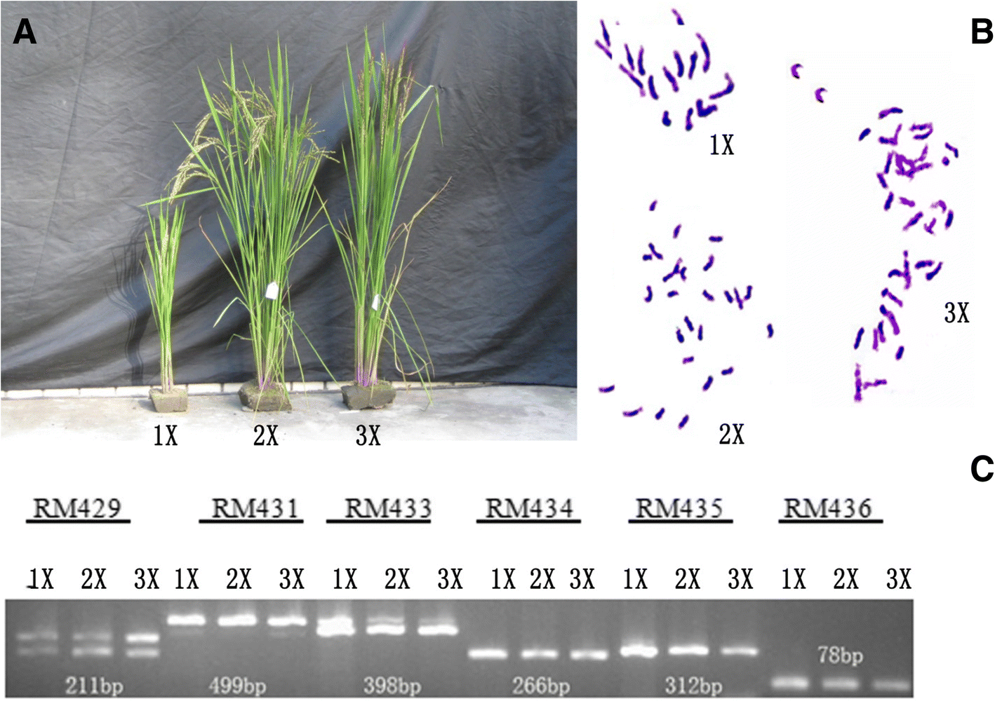 Effects of ploidy variation on promoter DNA methylation and gene ...