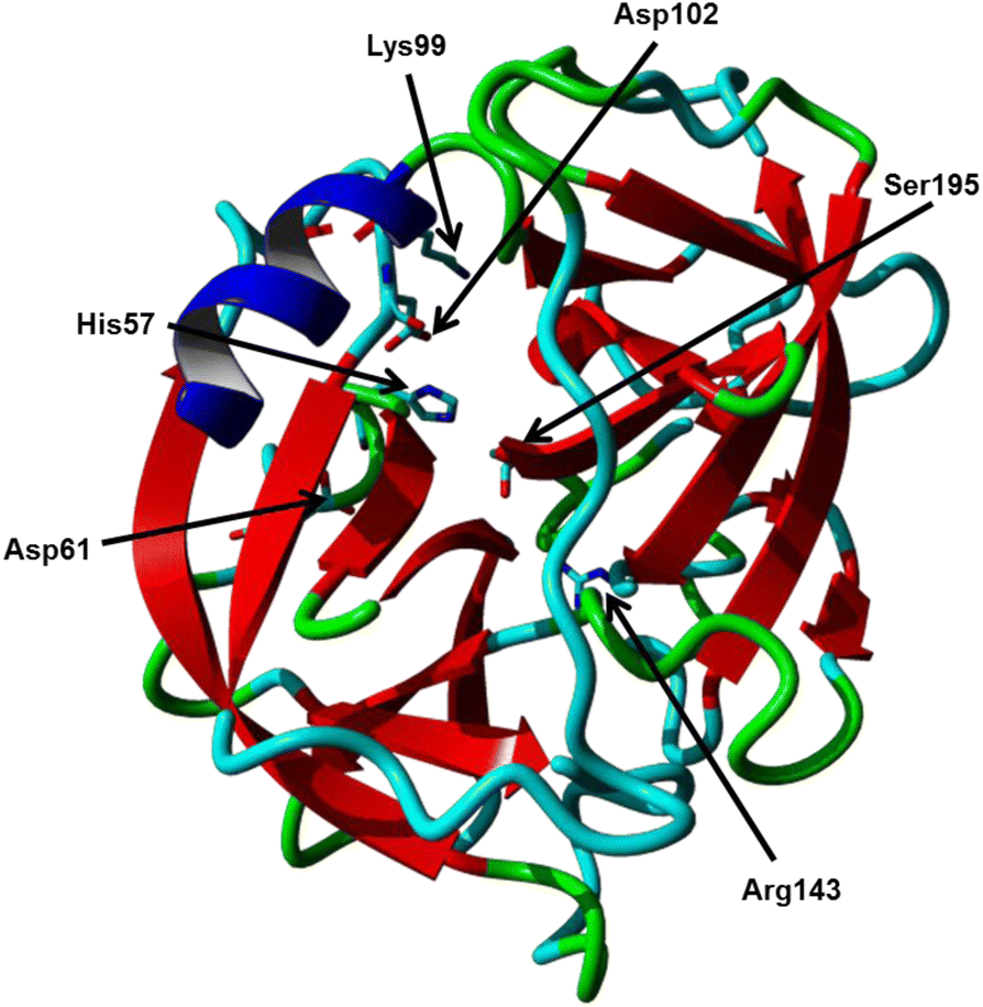 Proteinase 3; a potential target in chronic obstructive pulmonary ...