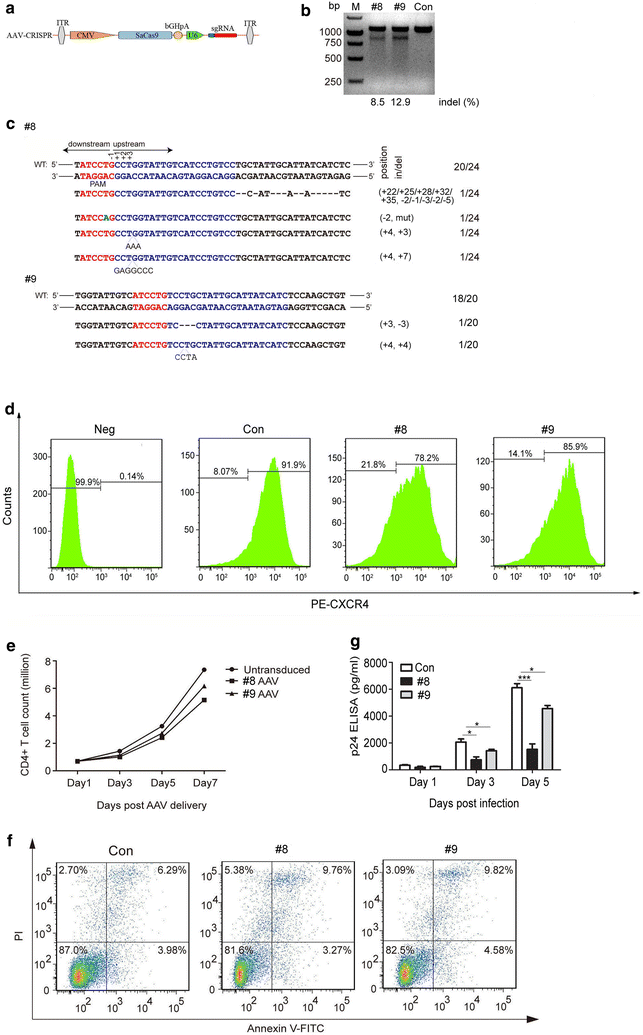 Genome modification of CXCR4 by Staphylococcus aureus Cas9 renders cells resistance to HIV-1 ...