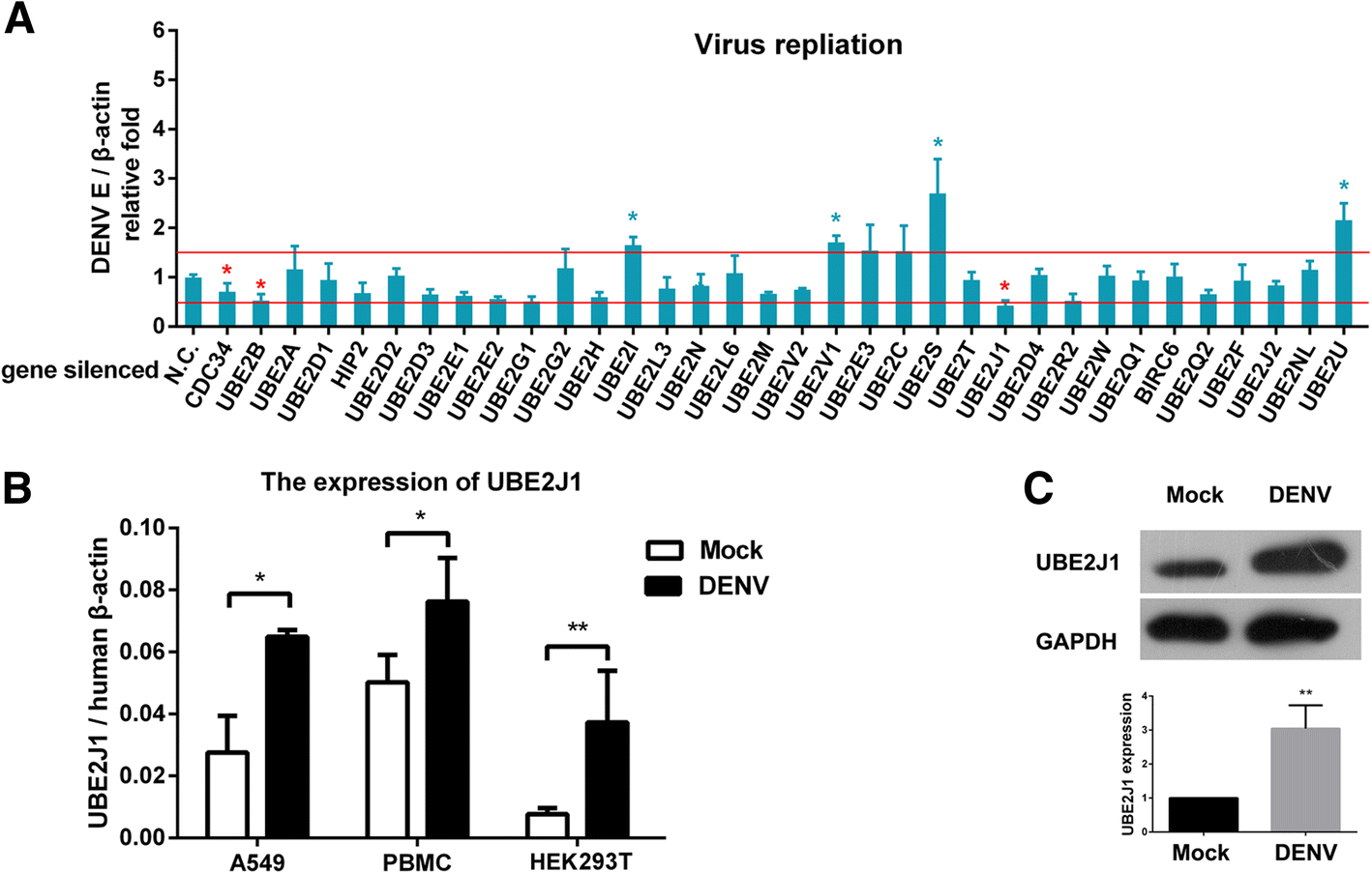 Ubiquitin-conjugating enzyme UBE2J1 negatively modulates interferon ...