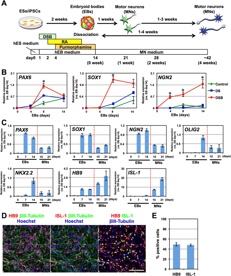 Rapid, efficient, and simple motor neuron differentiation from human ...